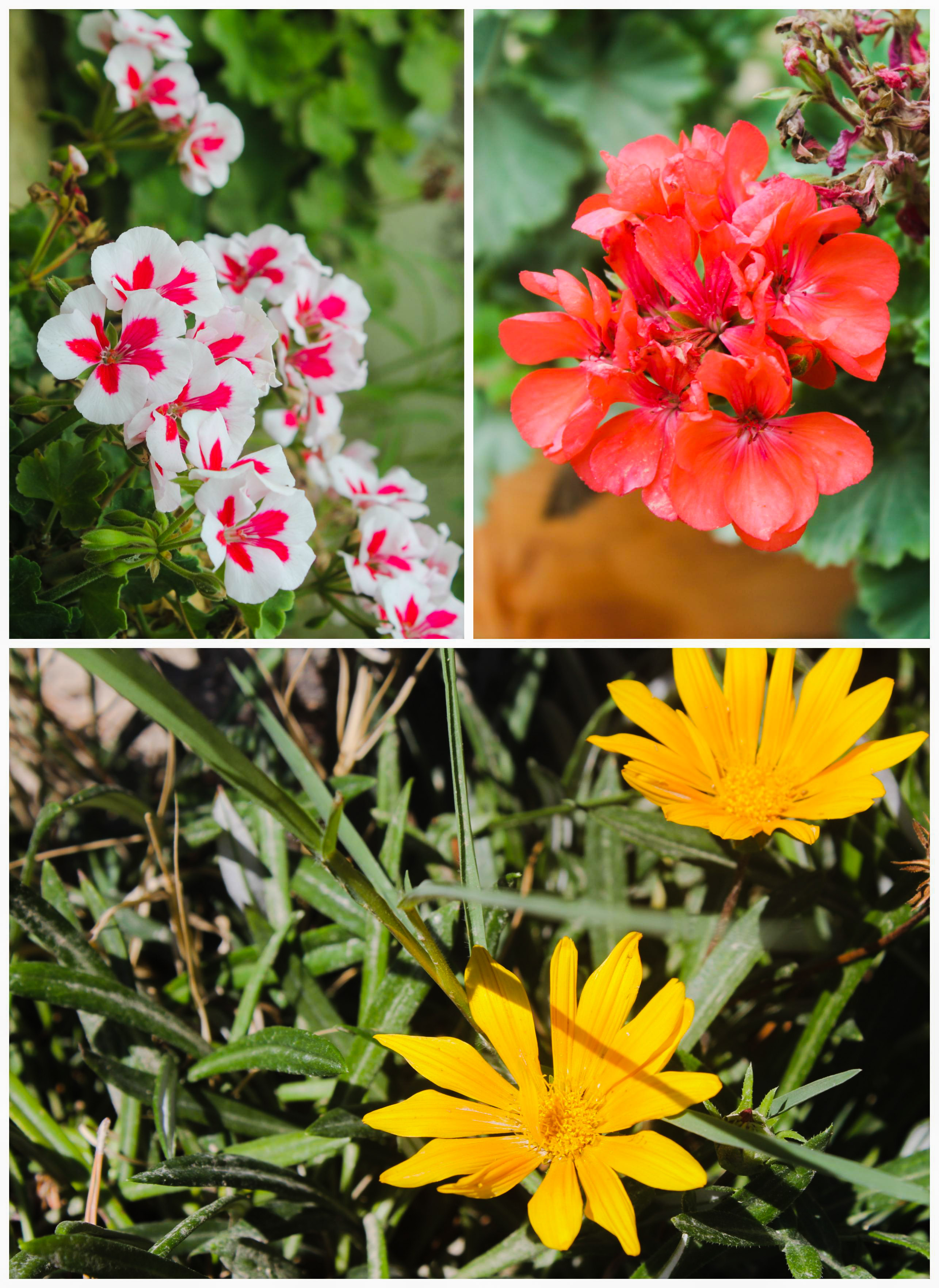 Cadet College Pishin